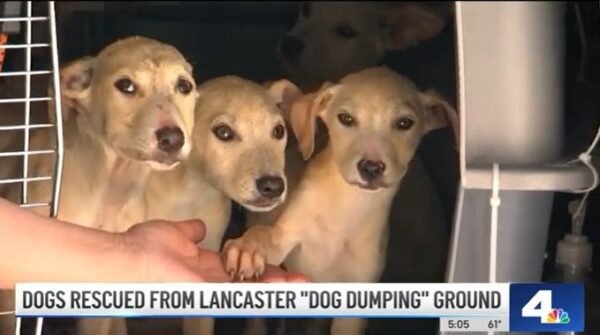 KNBC - Dogs Rescued from "Dumping Ground" - Wagmor Pets Dog Rescue